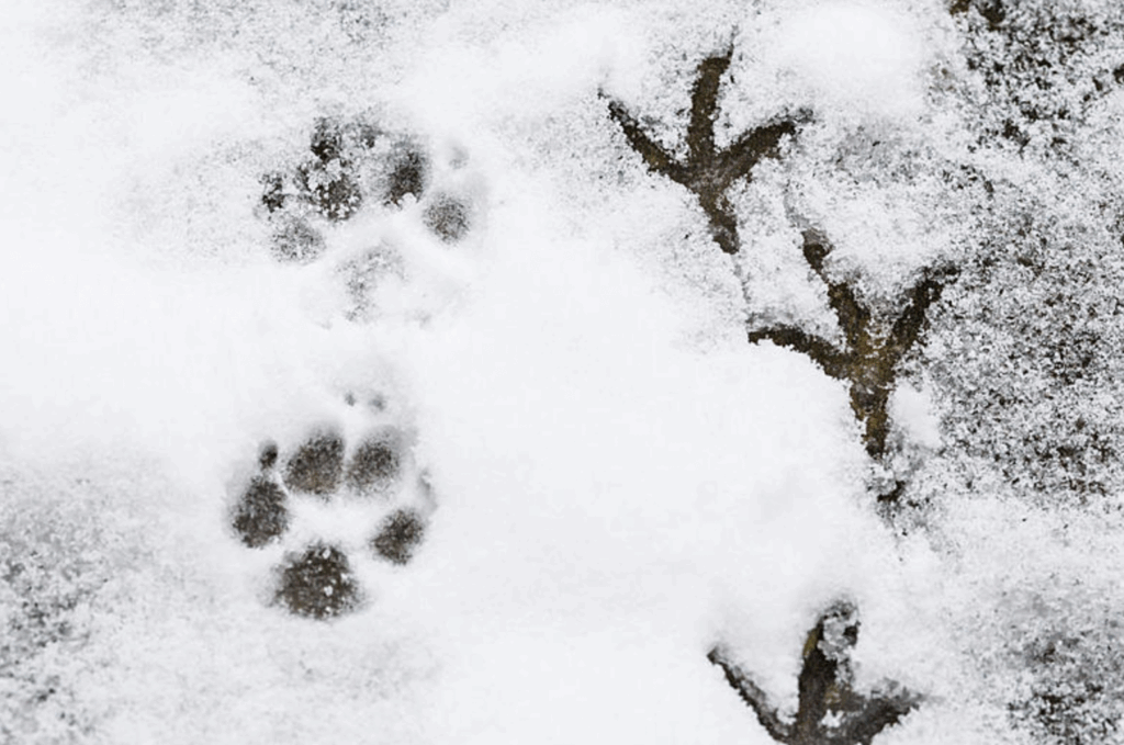 Animal Tracks in Virginia: A Winter Adventure